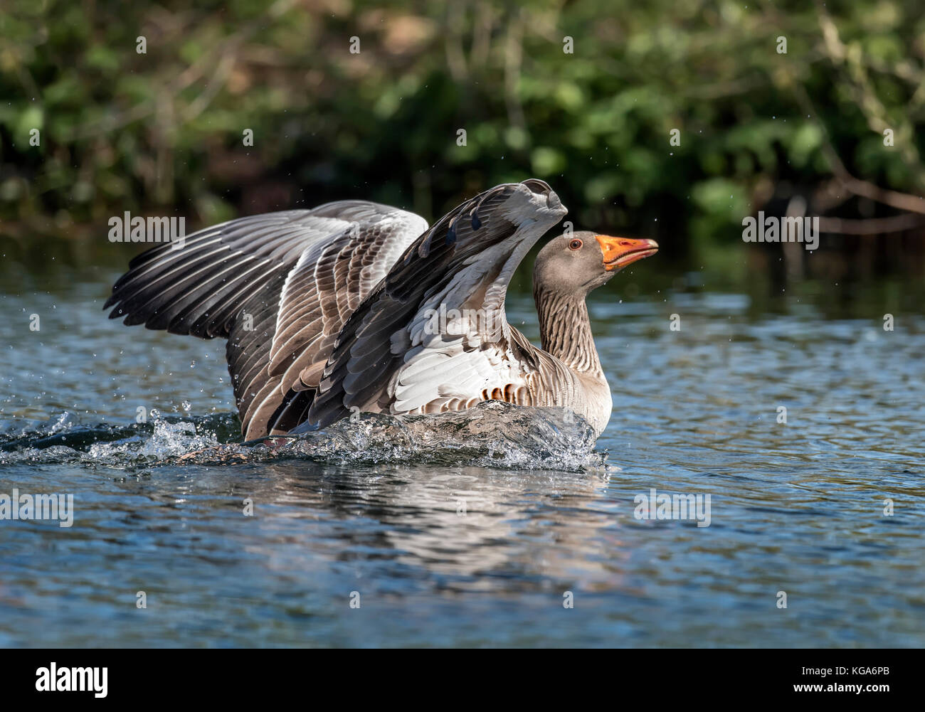 Greylag goose displaying on a Scottish loch Stock Photo - Alamy
