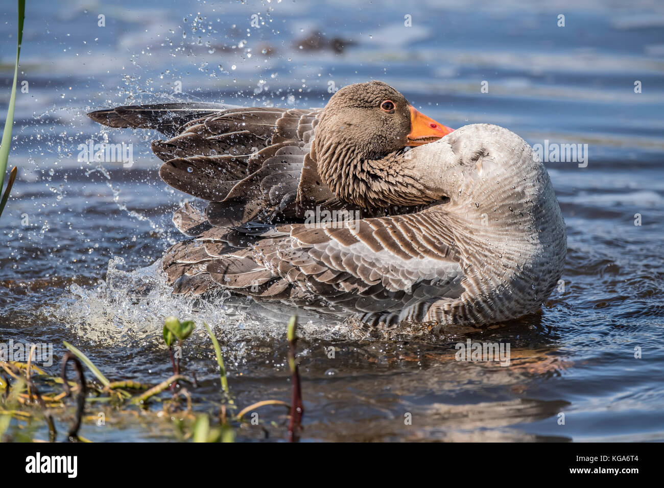 Greylag goose preening itself on a Scottish loch Stock Photo - Alamy