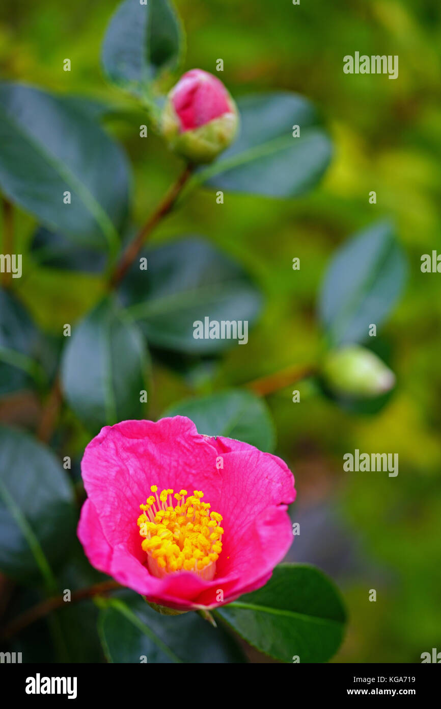 Japanese camellia camelia japonica hi-res stock photography and images ...