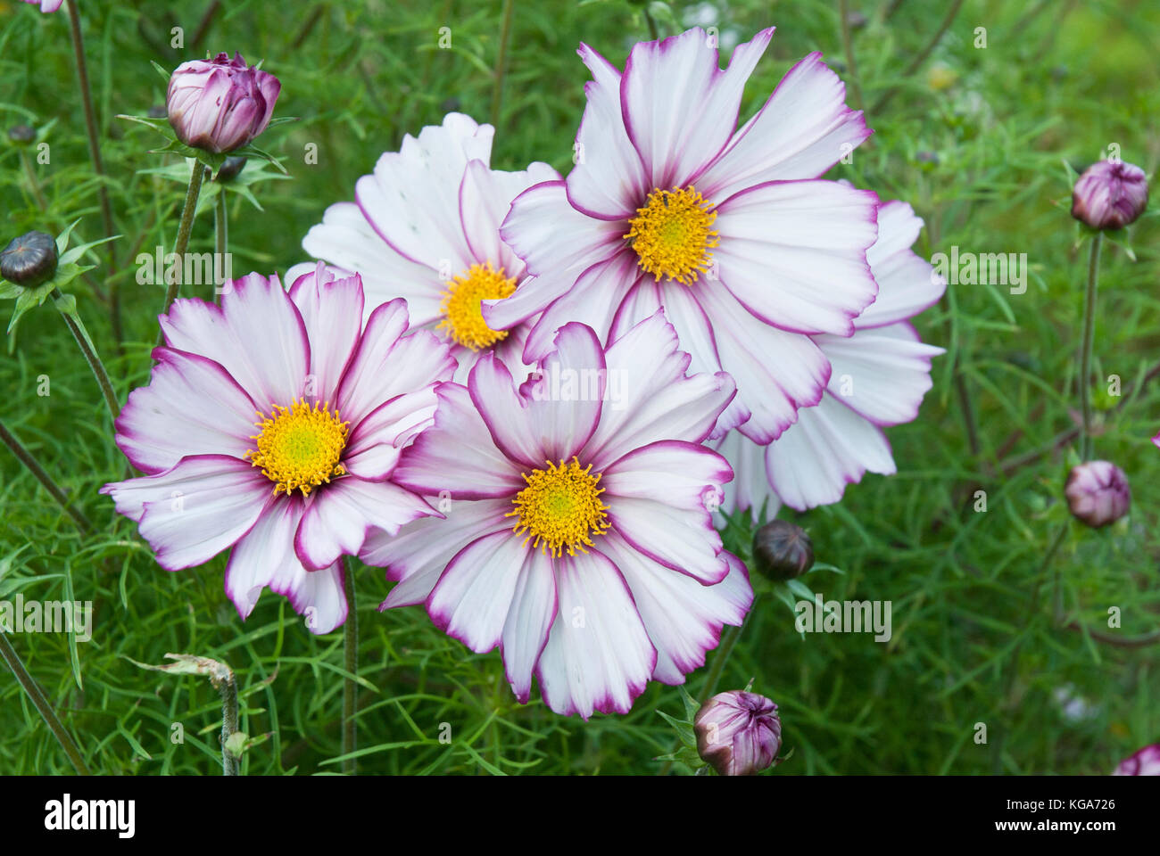 Picotee cosmos flower hi-res stock photography and images - Alamy