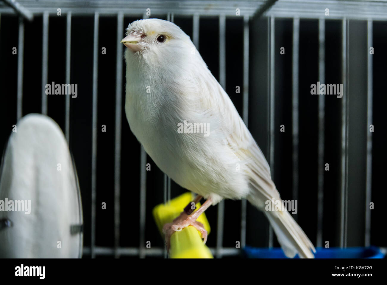 White canary hi-res stock photography and images - Alamy