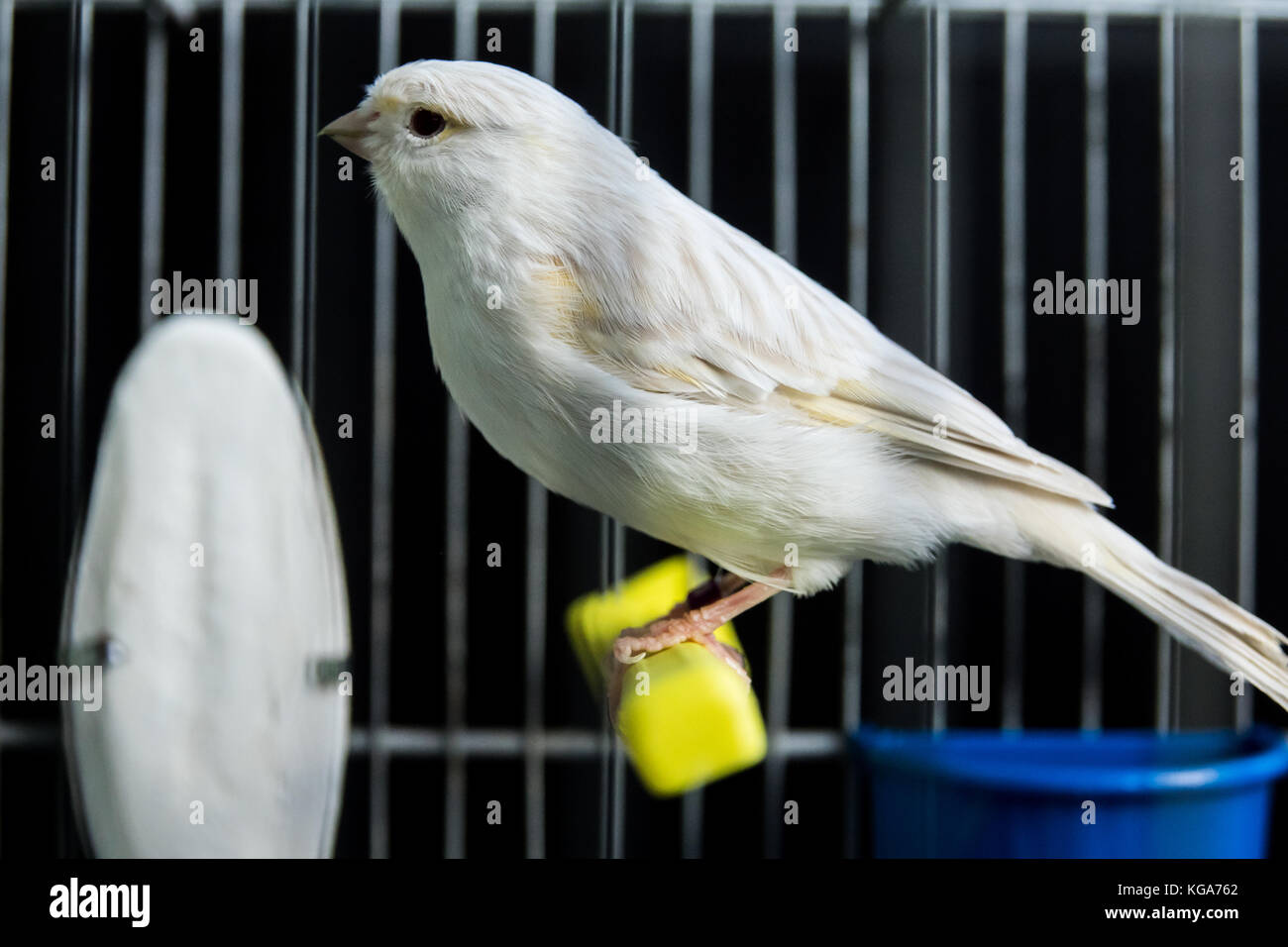 beautiful white Canary in a cage Stock Photo - Alamy
