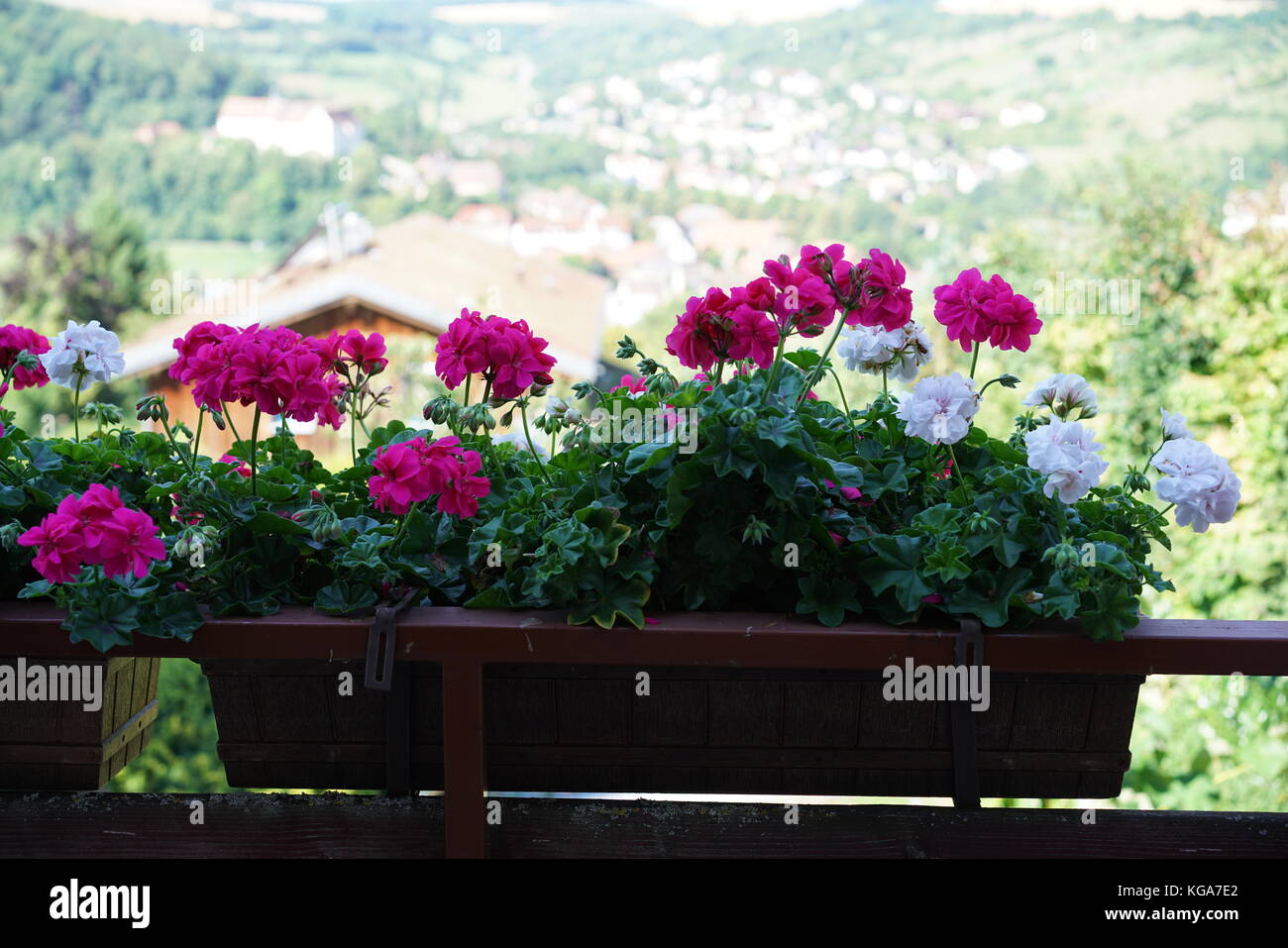 Balcony Plants / Geranium in decorative pails Stock Photo - Alamy