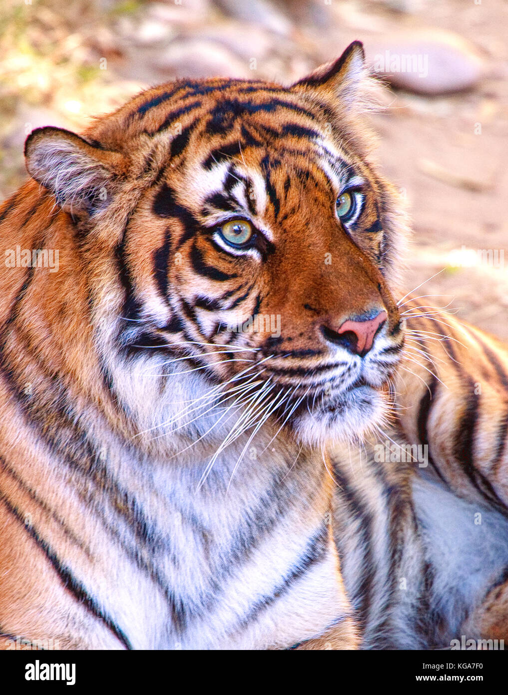 A portrait of an endangered Sumatran Tiger Stock Photo - Alamy