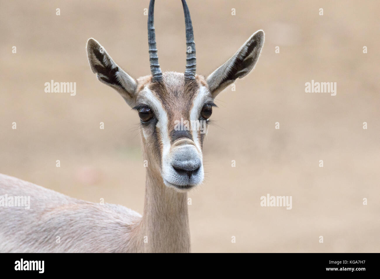 Speke's Gazelle - Gazella spekei Captive Specimen Stock Photo - Alamy