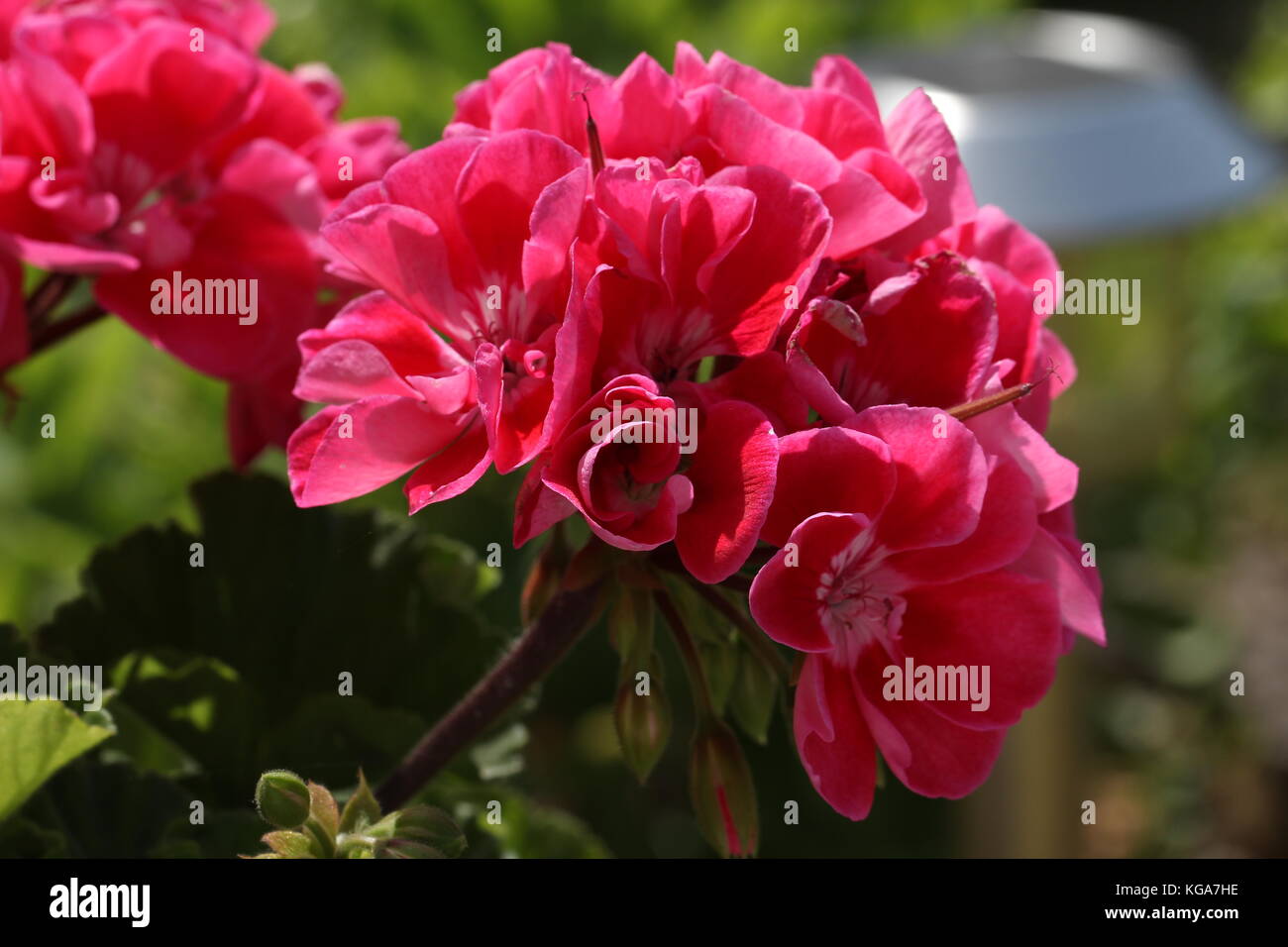 Balcony Plants / Geranium in decorative pails Stock Photo - Alamy