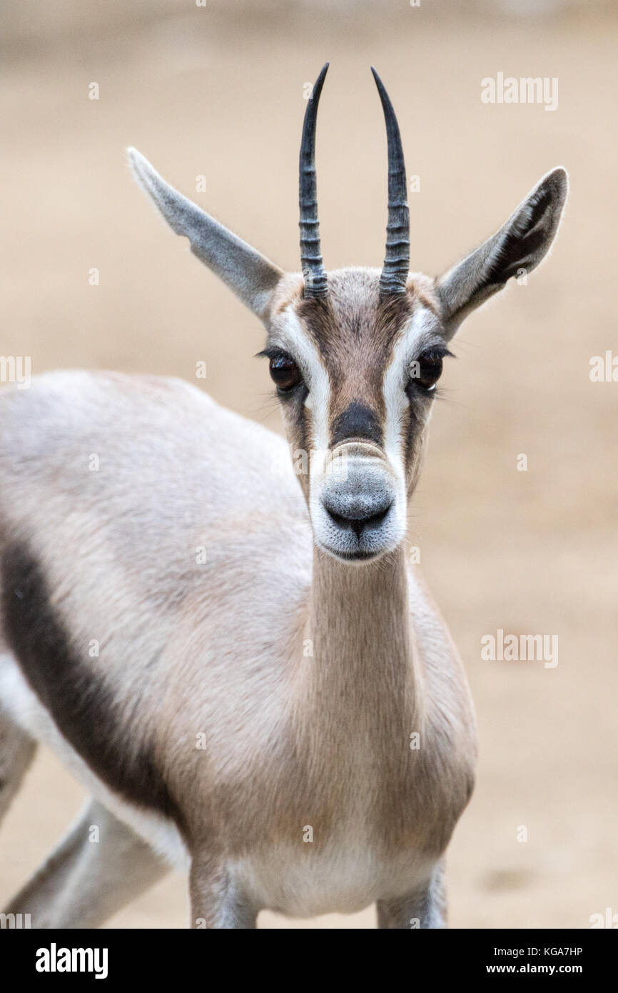 Speke's Gazelle - Gazella spekei Captive Specimen Stock Photo - Alamy
