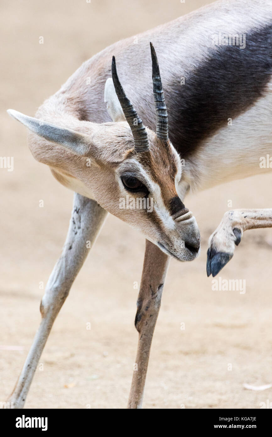 Speke's Gazelle - Gazella spekei Captive Specimen Stock Photo - Alamy