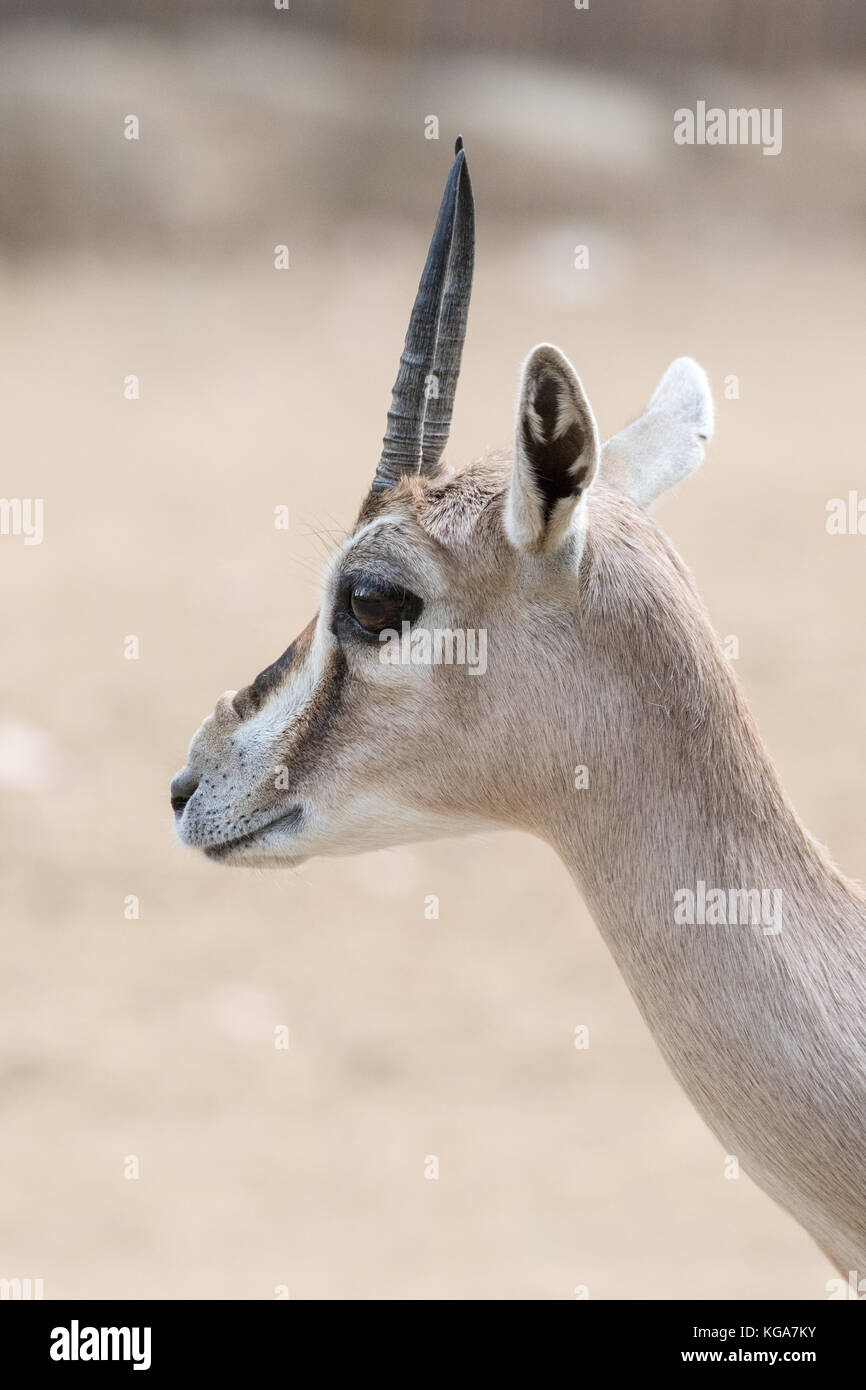 Speke's Gazelle - Gazella spekei Captive Specimen Stock Photo - Alamy