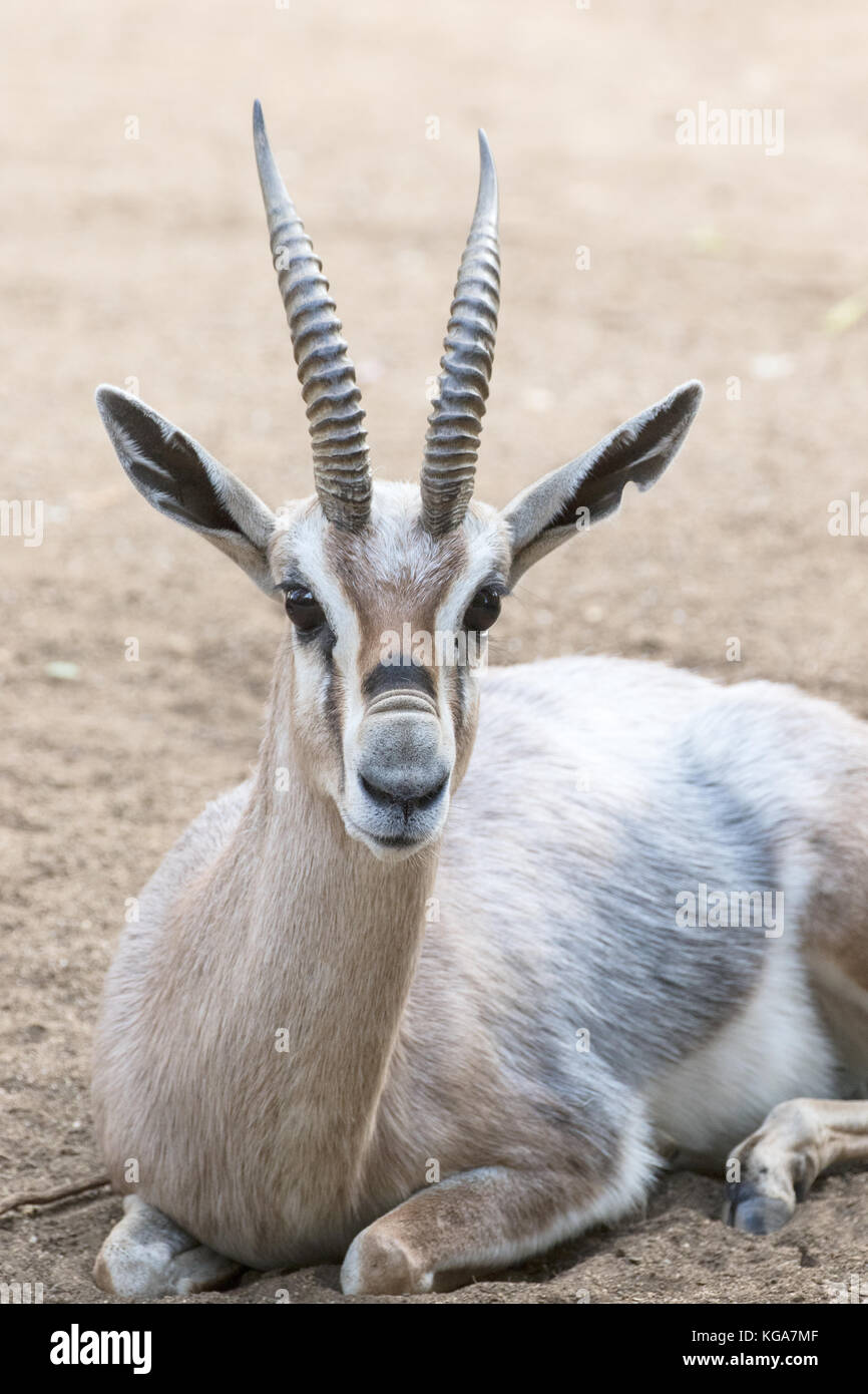 Speke's Gazelle - Gazella spekei Captive Specimen Stock Photo - Alamy