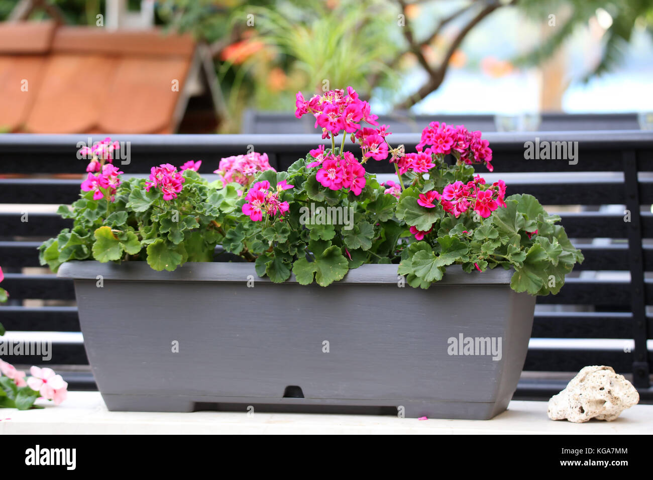 Balcony Plants / Geranium in decorative pails Stock Photo - Alamy