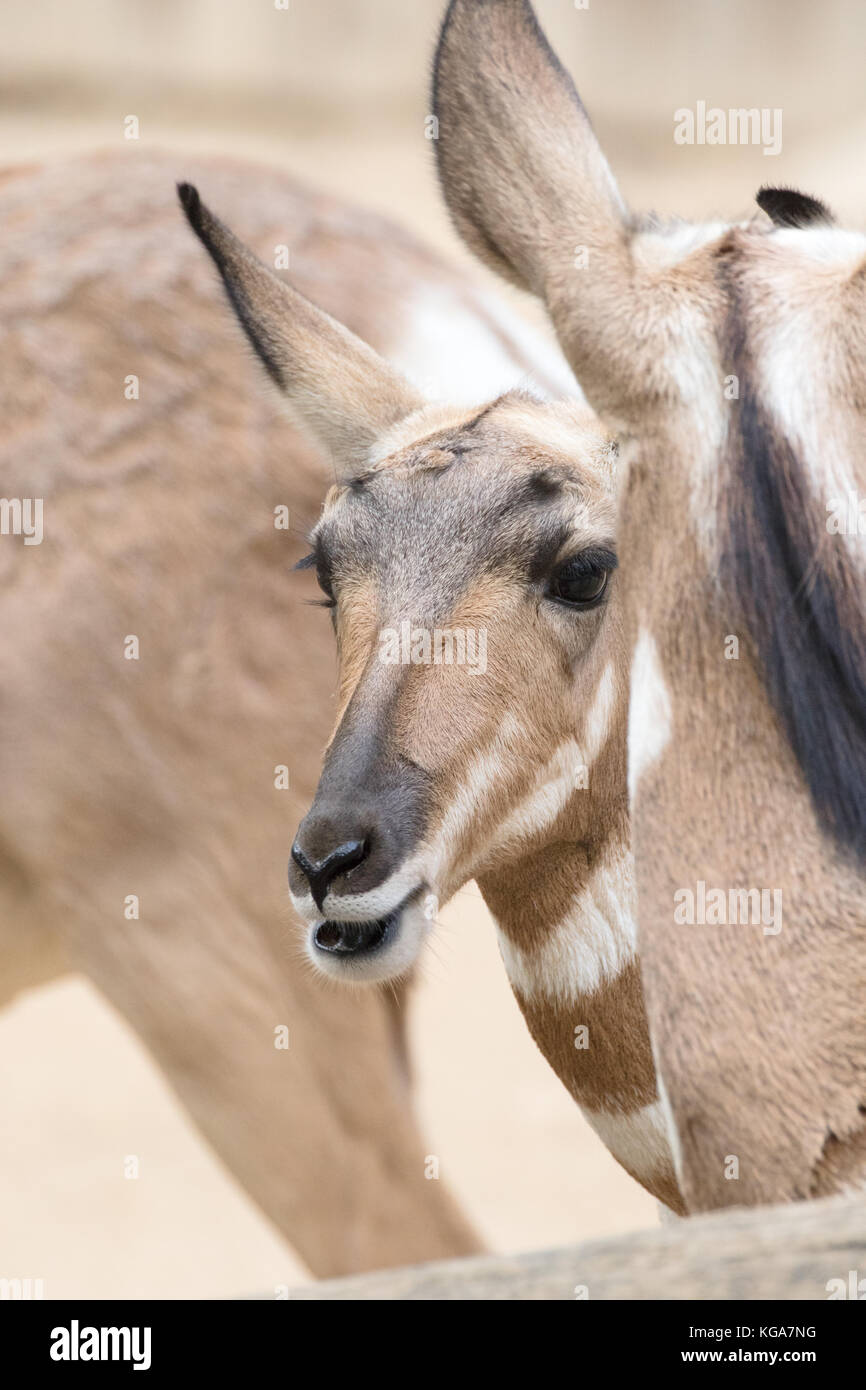 Pronghorn Antelope - Antilocapra americana peninsularis. Also known as ...