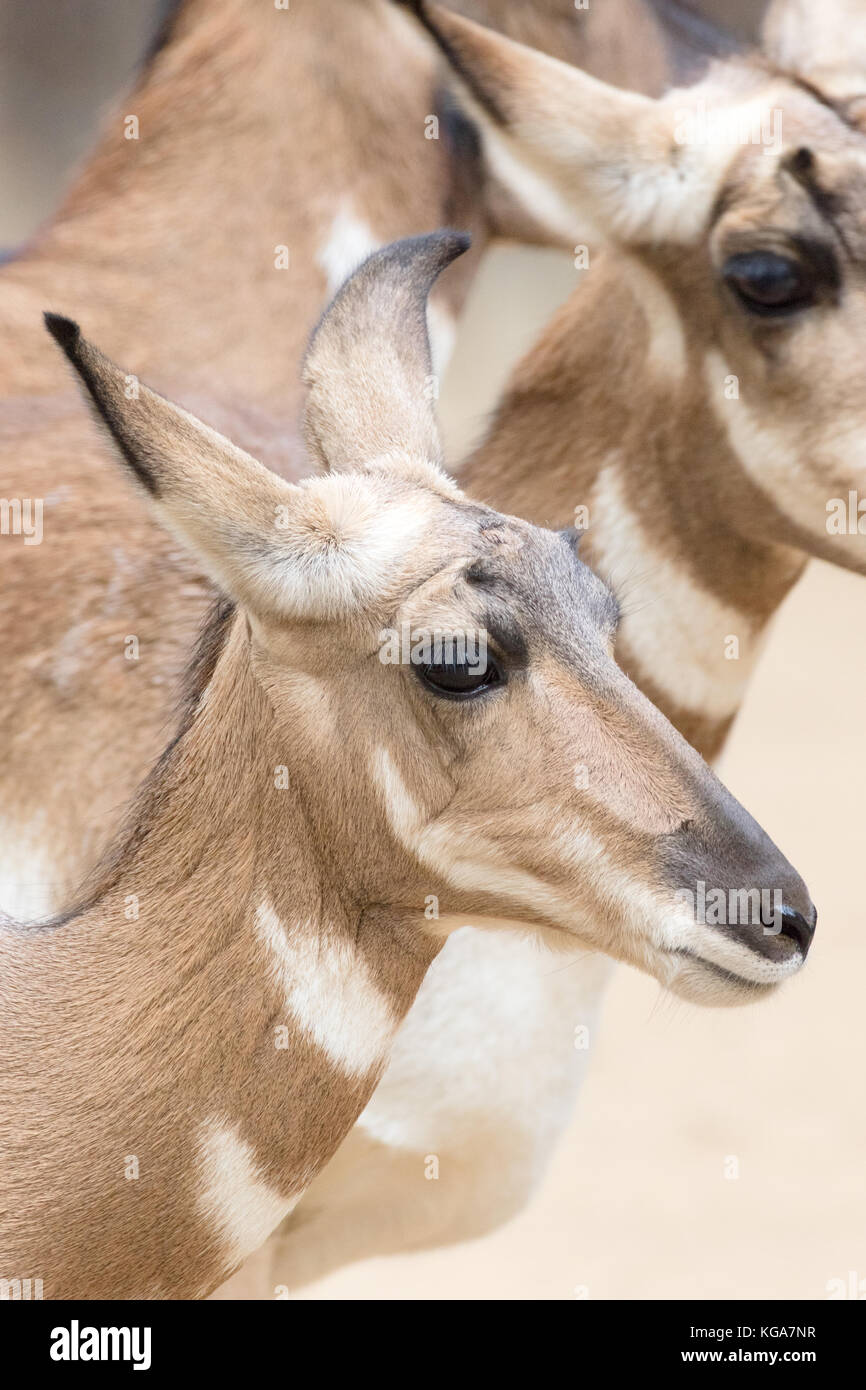 Pronghorn Antelope - Antilocapra americana peninsularis. Also known as ...