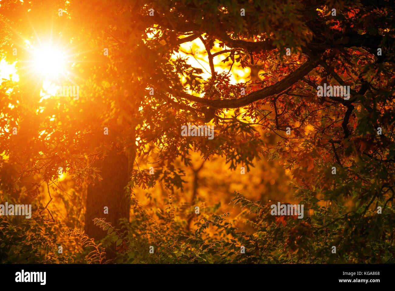 Fall Foliage and Sunset Theme. Golden Light of Sun Setting Down in the ...