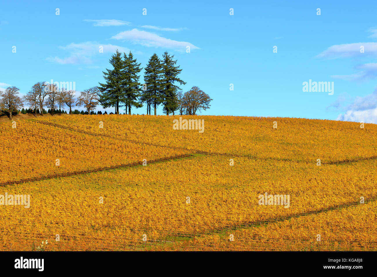 Autumn in the Vineyard, Salem, Oregon, USA Stock Photo - Alamy