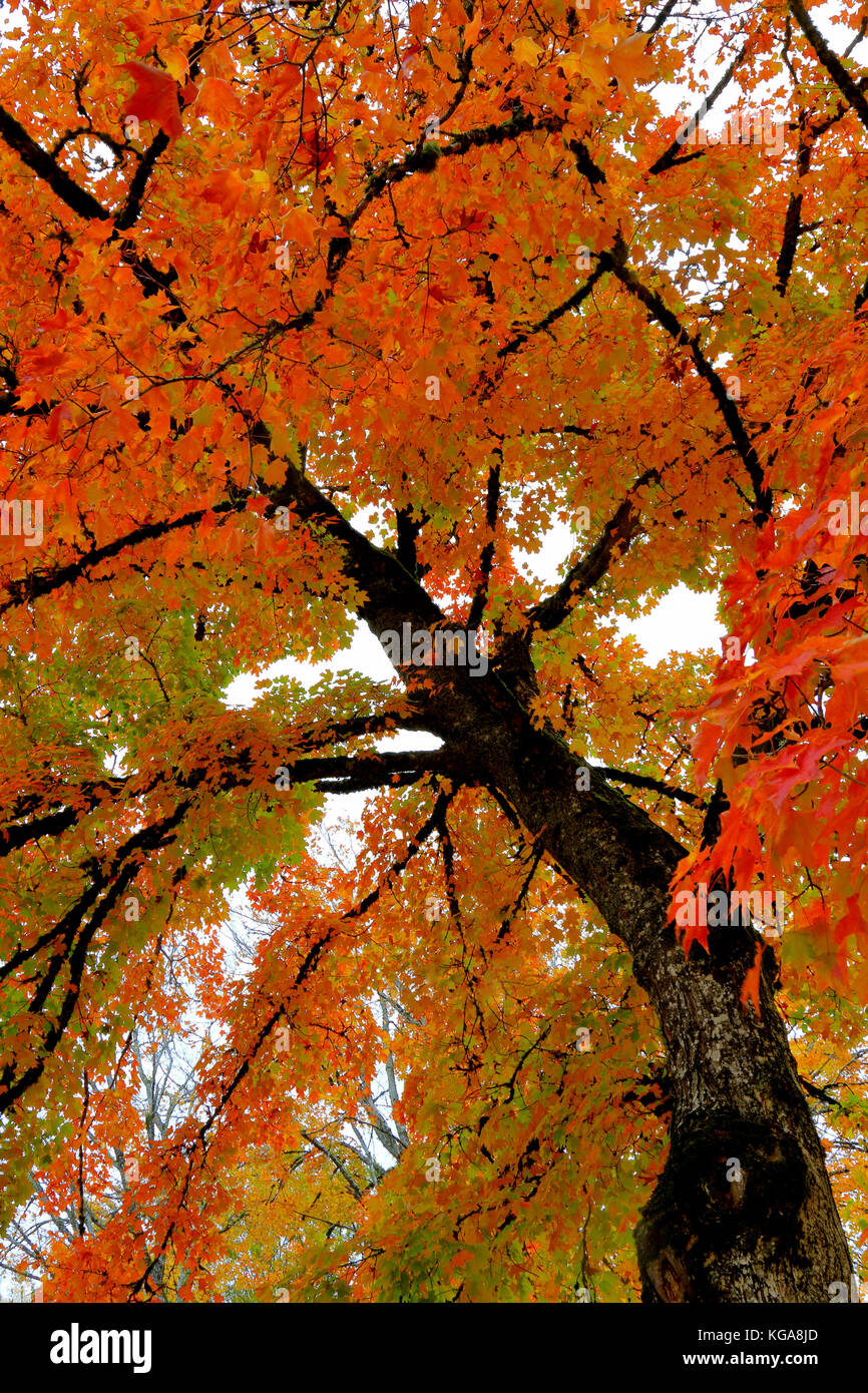 Autumn in the Vineyard, Salem, Oregon, USA Stock Photo - Alamy