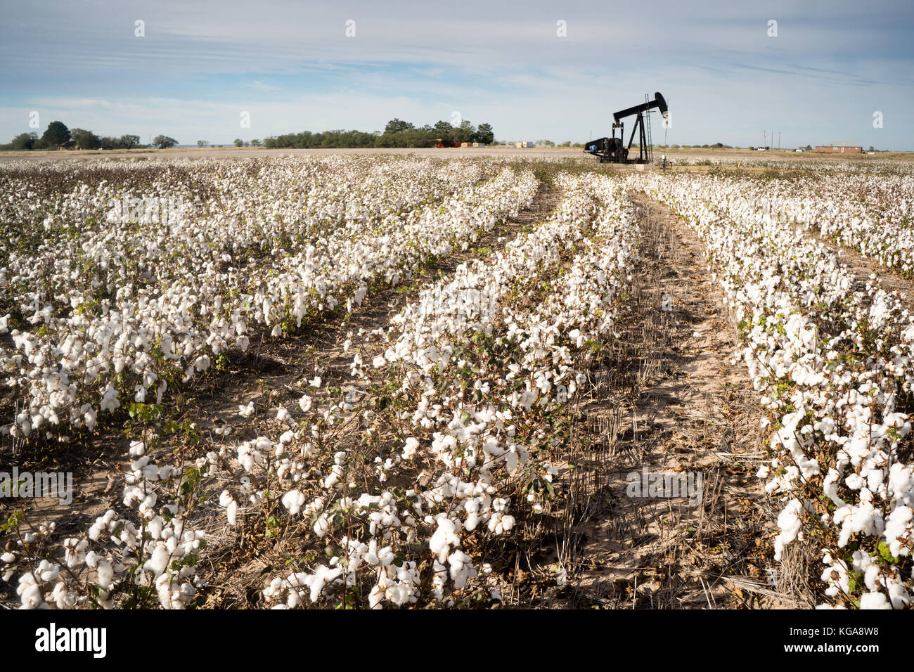 Cotton production hi-res stock photography and images - Alamy