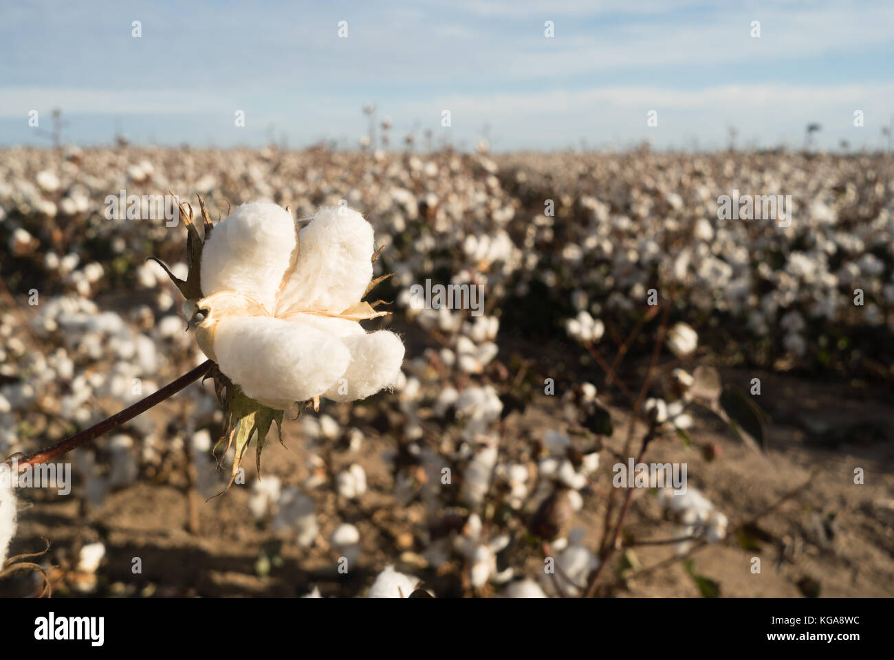 Opening cotton boll hi-res stock photography and images - Alamy
