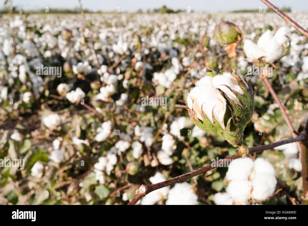 Opening cotton boll hi-res stock photography and images - Alamy