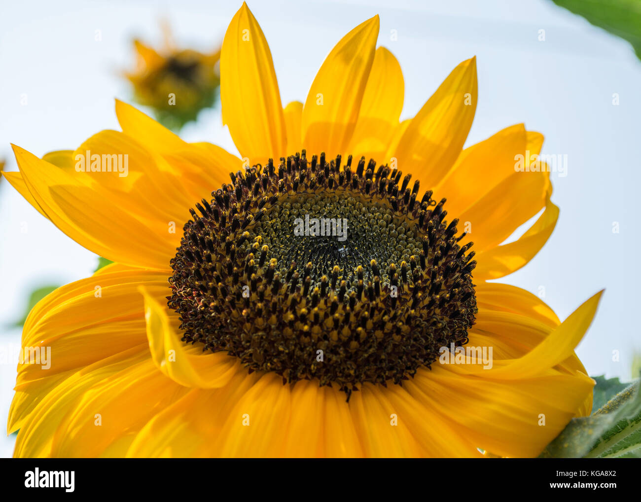 Unusual sunflower hi-res stock photography and images - Alamy