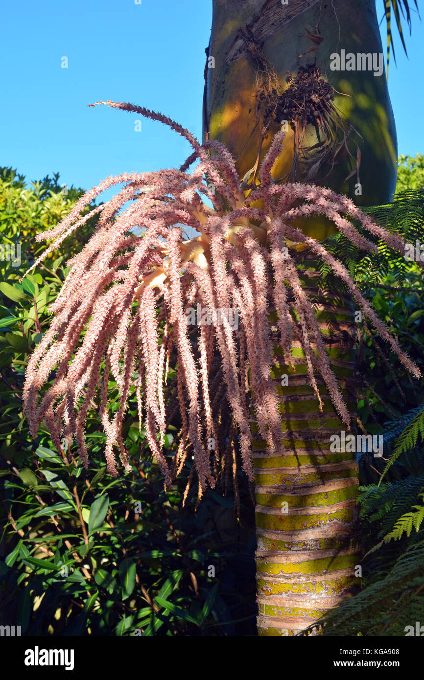 Nikau palm hi-res stock photography and images - Alamy