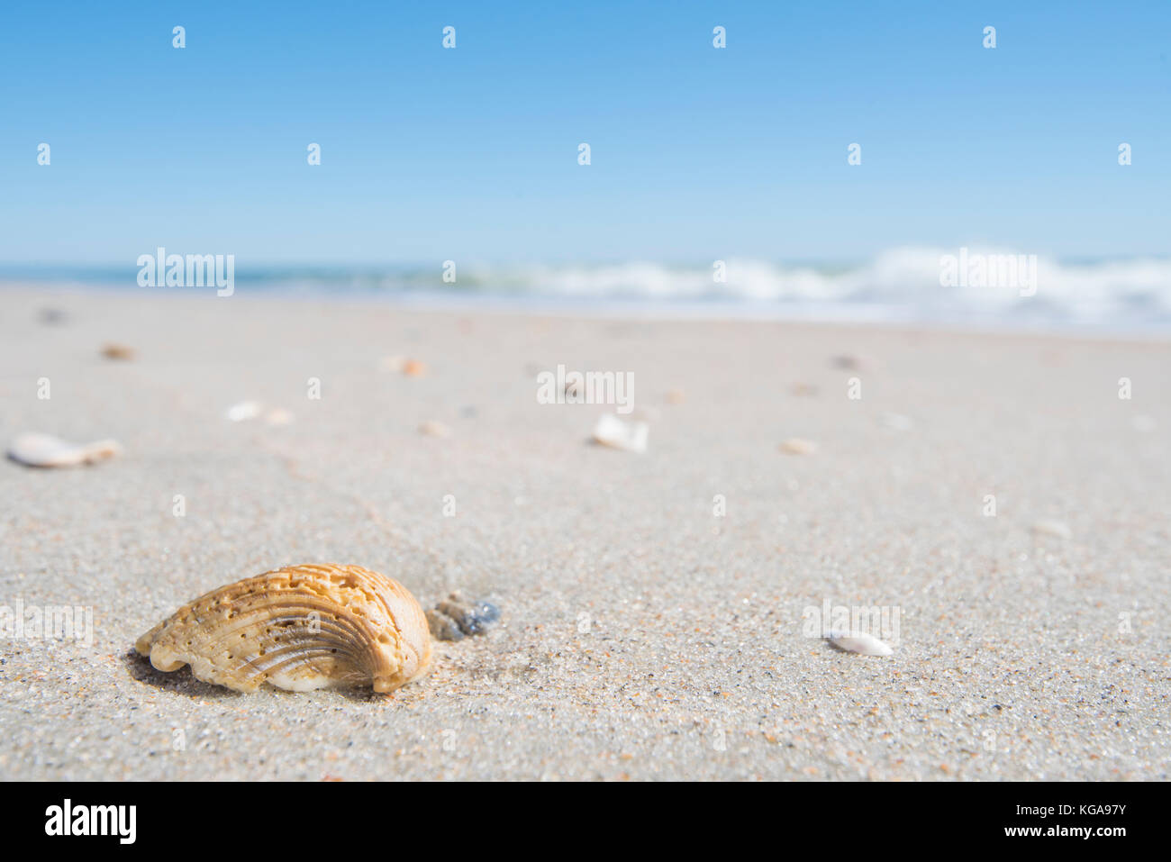 Shell on the beach with waves approaching Stock Photo - Alamy