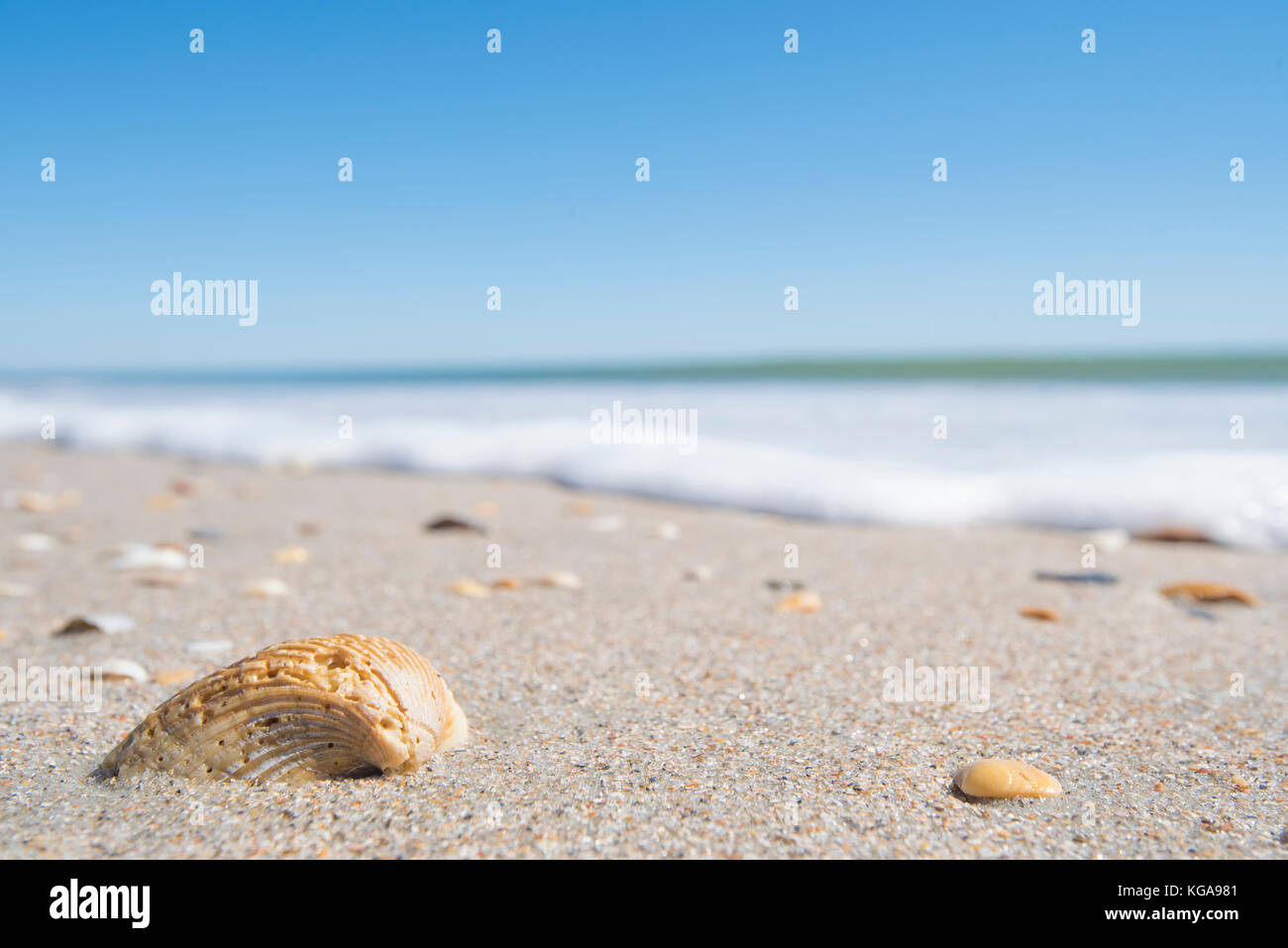 Shell on the beach with waves approaching Stock Photo - Alamy