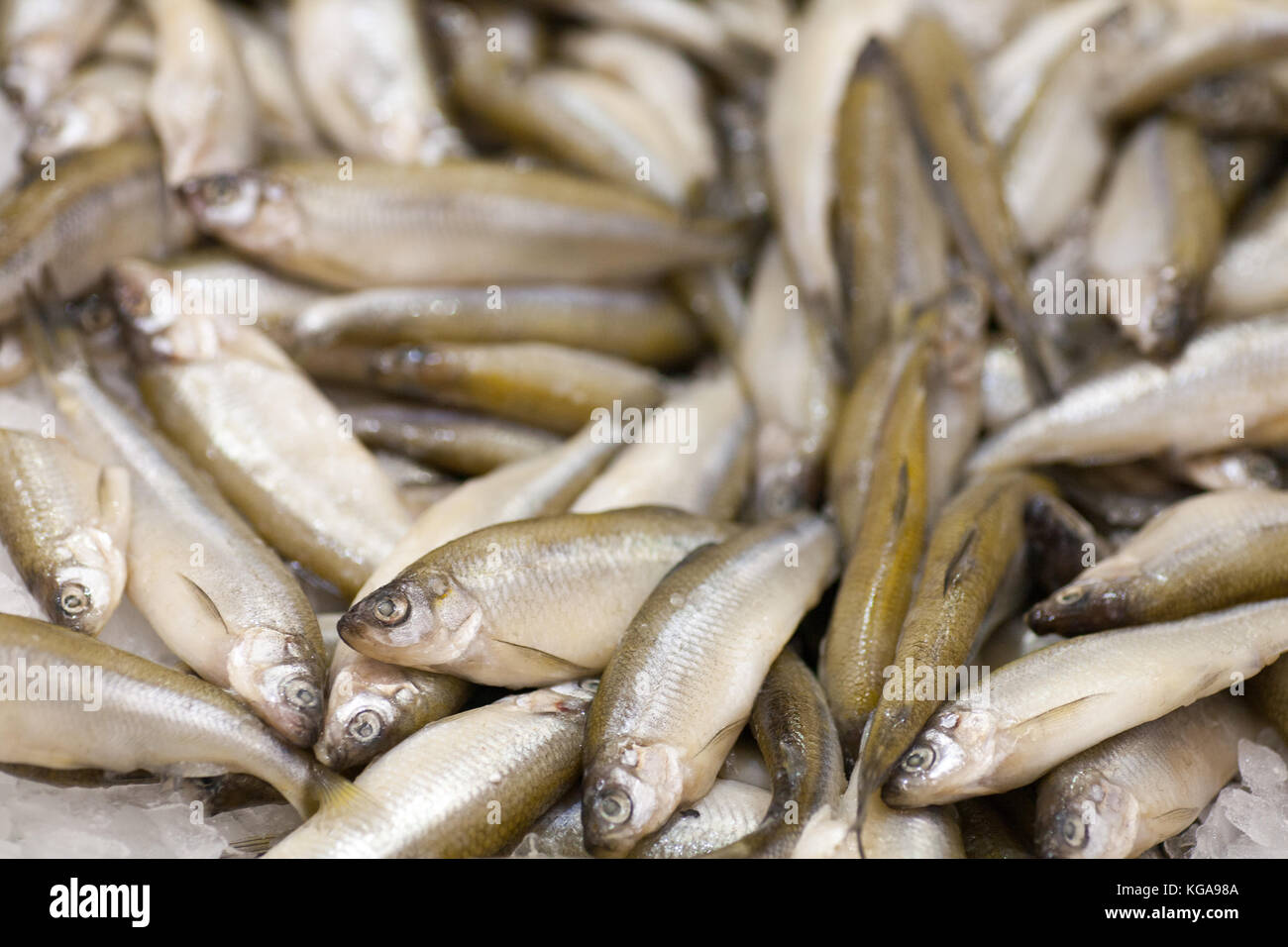 Frozen fish. Freshfish market. Gilt-head bream. Fish sale in market ...