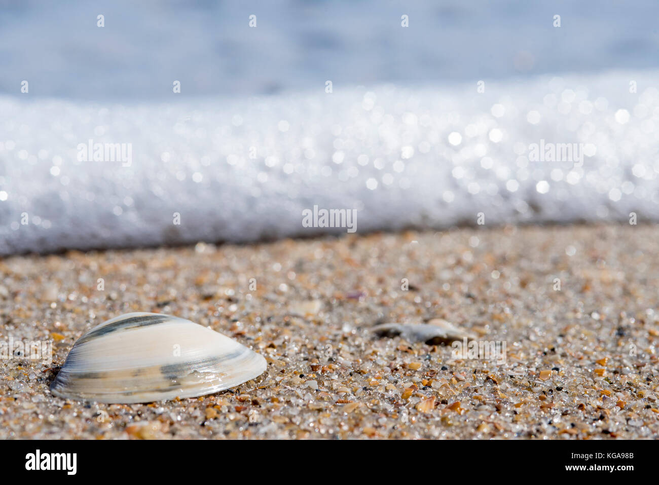 Shell on the beach with waves approaching Stock Photo - Alamy