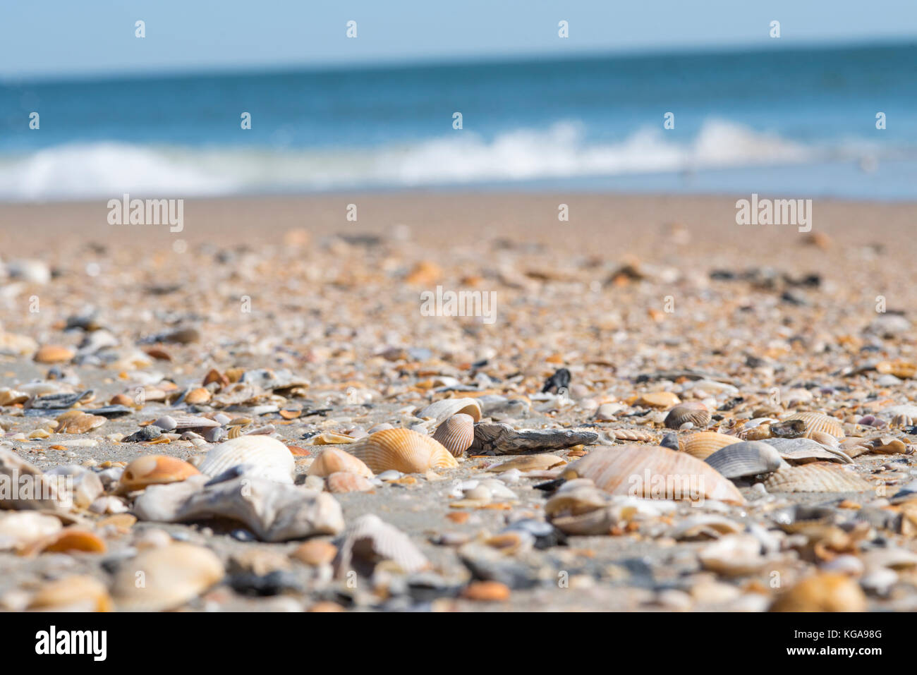 Shell on the beach with waves approaching Stock Photo - Alamy
