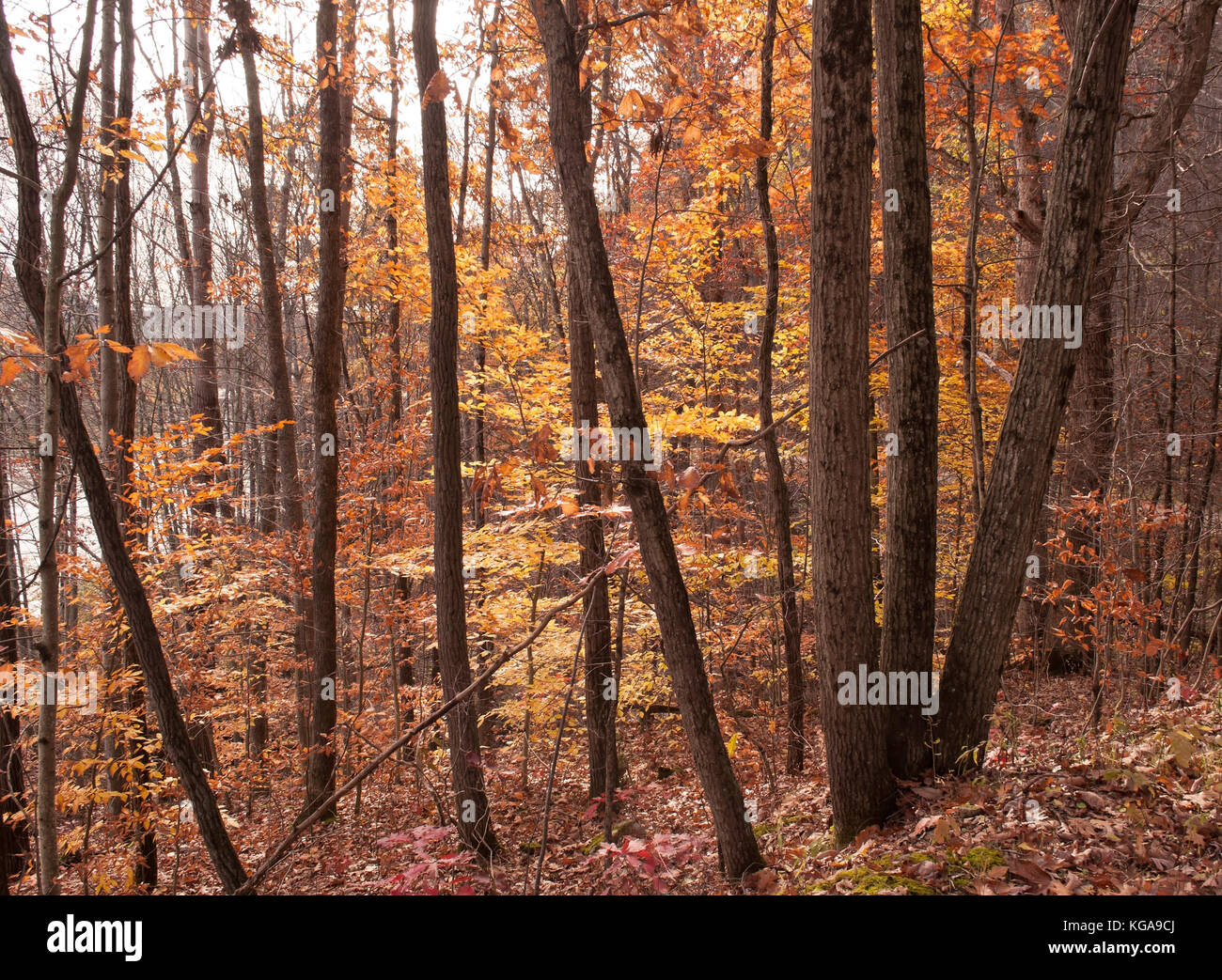 Beautiful fall trees with vibrant colors in the northwest Pennsylvania ...