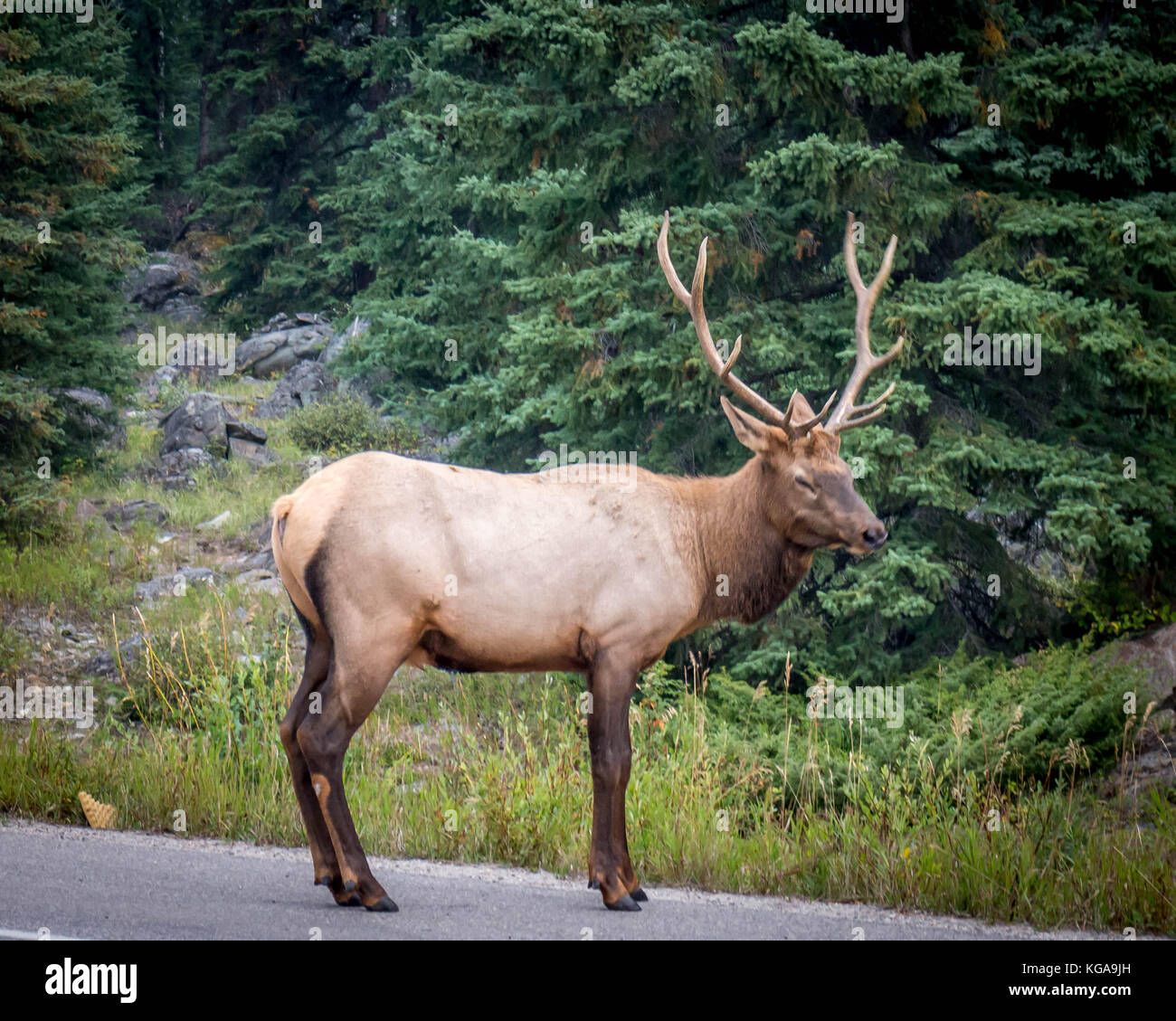 Elk in Jasper National Park Stock Photo - Alamy