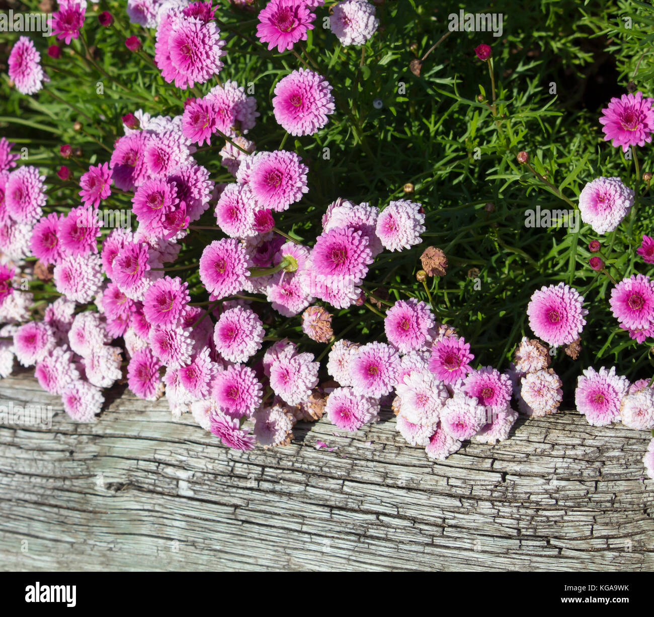 Double pink blooms of marguerite daisy species in flower add the charm ...