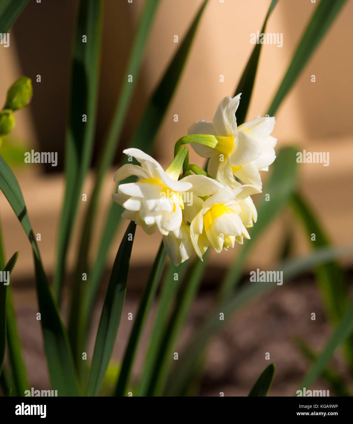 Narcissus jonquilla tazetta Earlicheer, common garden double Jonquil is ...