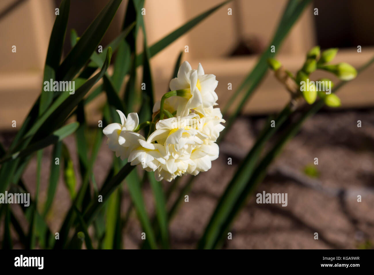 Narcissus jonquilla tazetta Earlicheer, common garden double Jonquil is ...