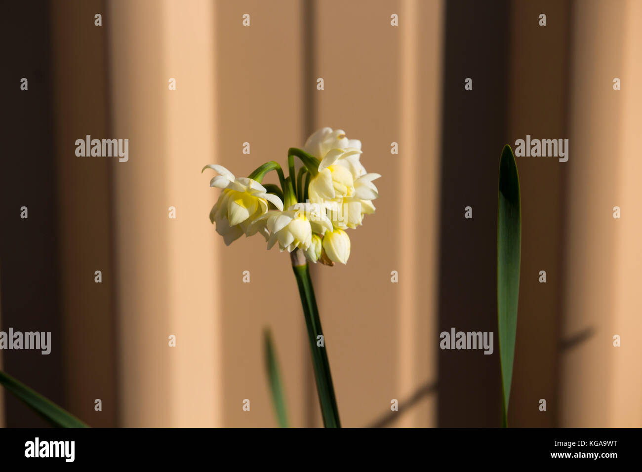 Narcissus jonquilla tazetta Earlicheer, common garden double Jonquil is ...
