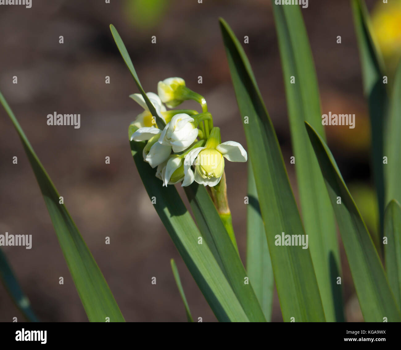 Narcissus jonquilla tazetta Earlicheer, common garden double Jonquil is ...