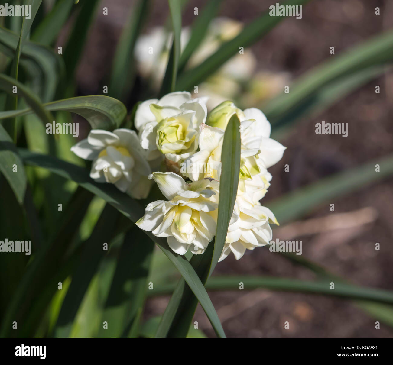 Narcissus jonquilla tazetta Earlicheer, common garden double Jonquil is ...