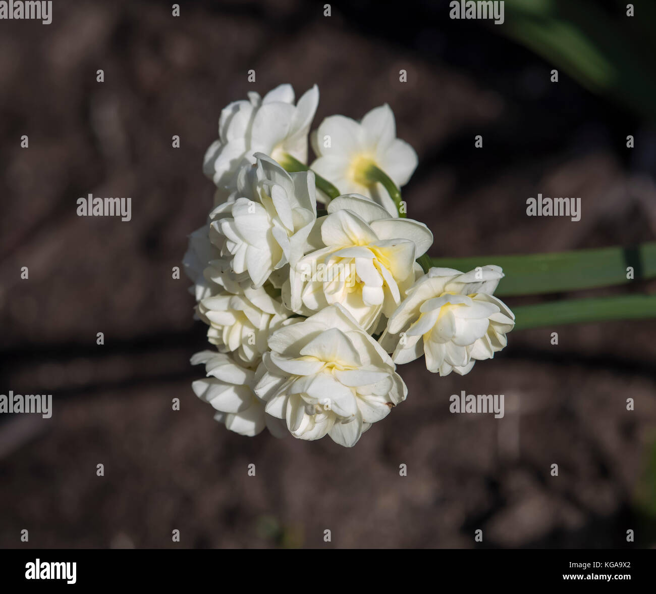 Narcissus jonquilla tazetta Earlicheer, common garden double Jonquil is ...