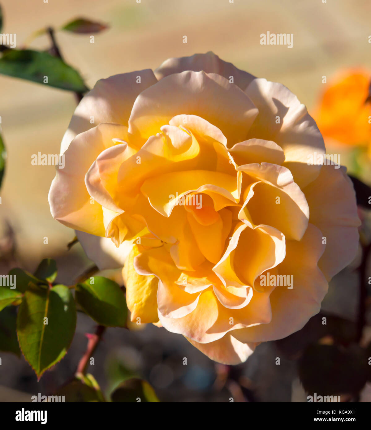 Orange tinged pink and yellow roses blooming in early autumn add ...