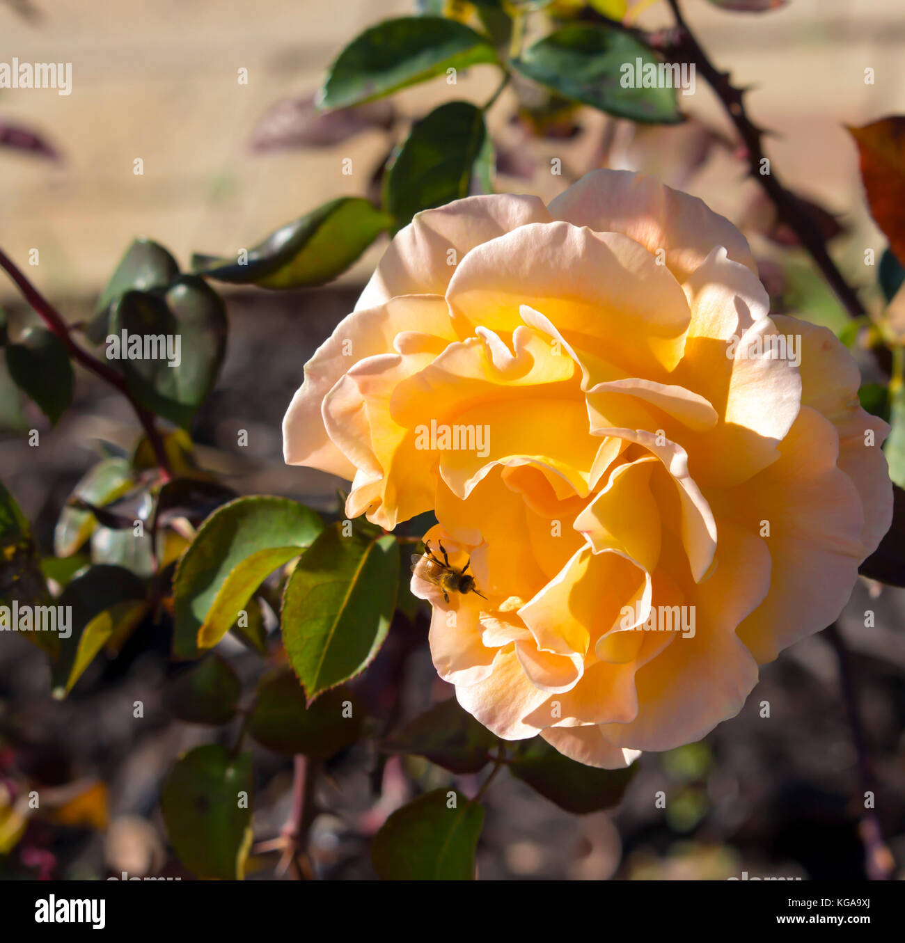 Buff beauty rose hi-res stock photography and images - Alamy