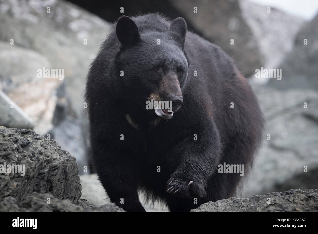 Black Bear, Alaska Stock Photo - Alamy