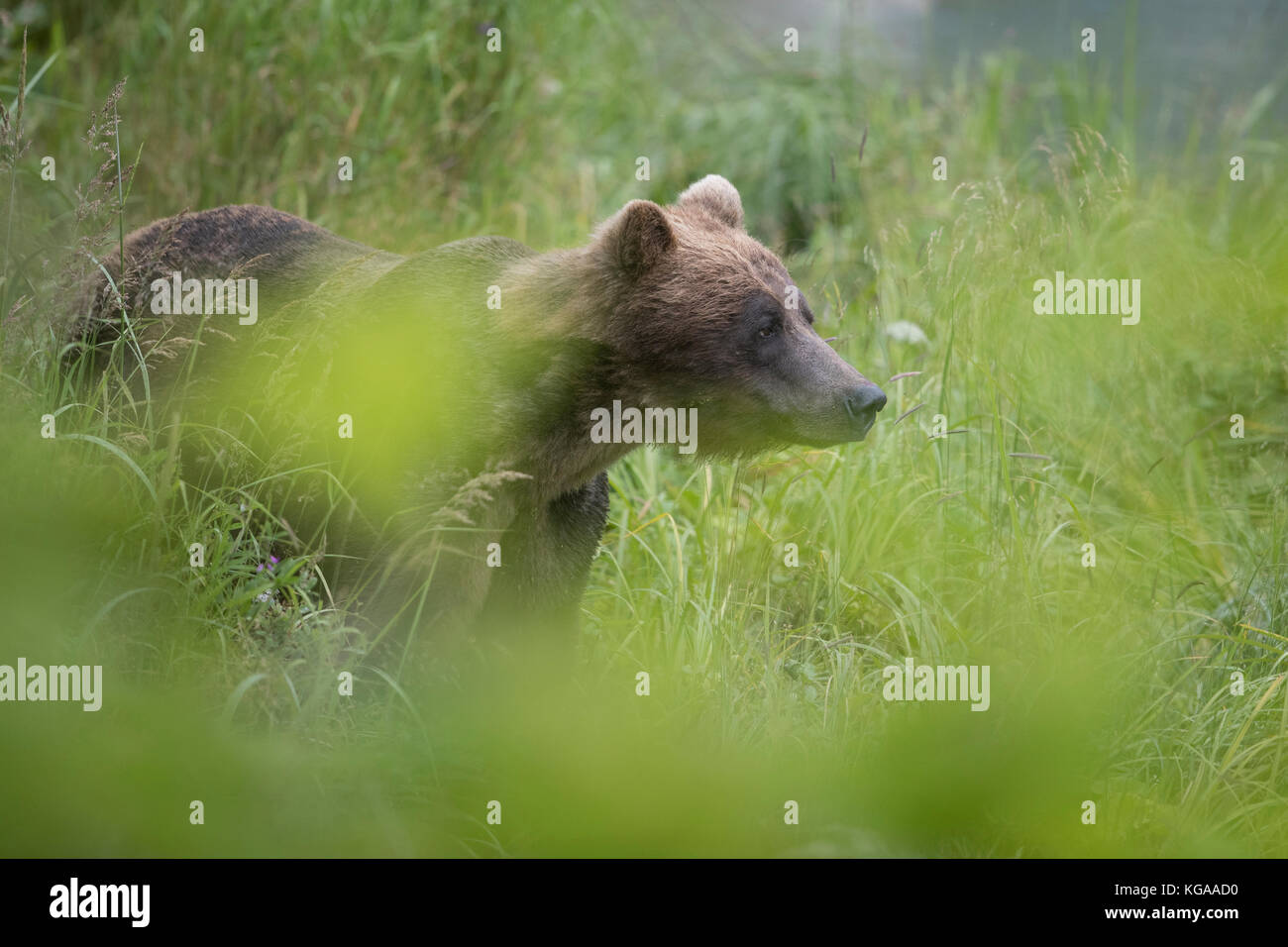 Brown Bear hunting in grasses, Alaska Stock Photo - Alamy