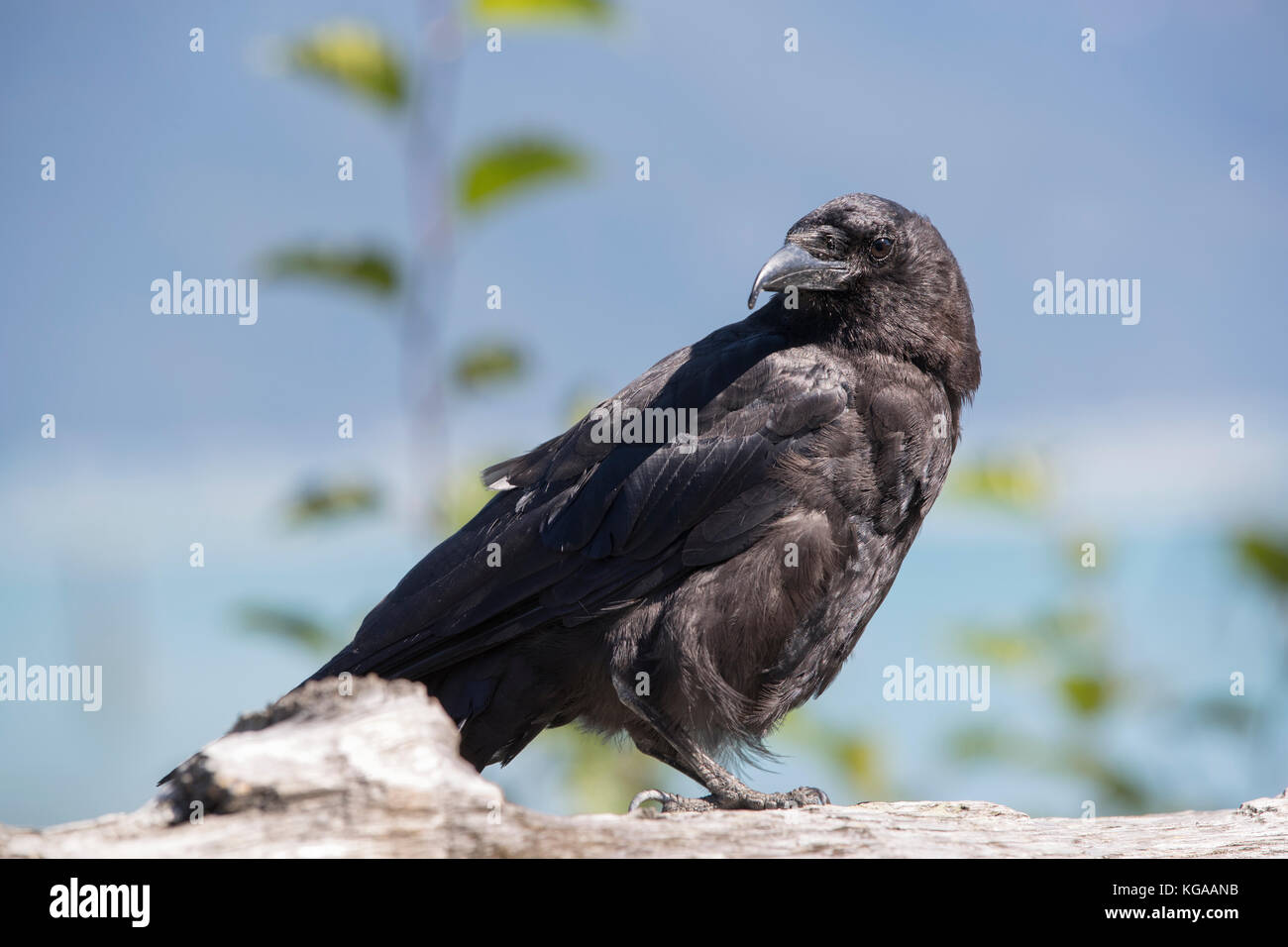 Common Raven, Alaska Stock Photo - Alamy