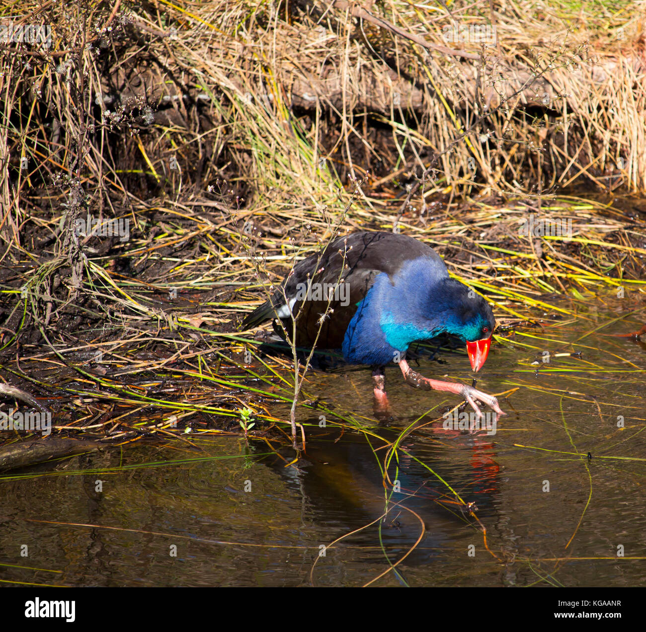 Swamp hen with chicks hi-res stock photography and images - Alamy