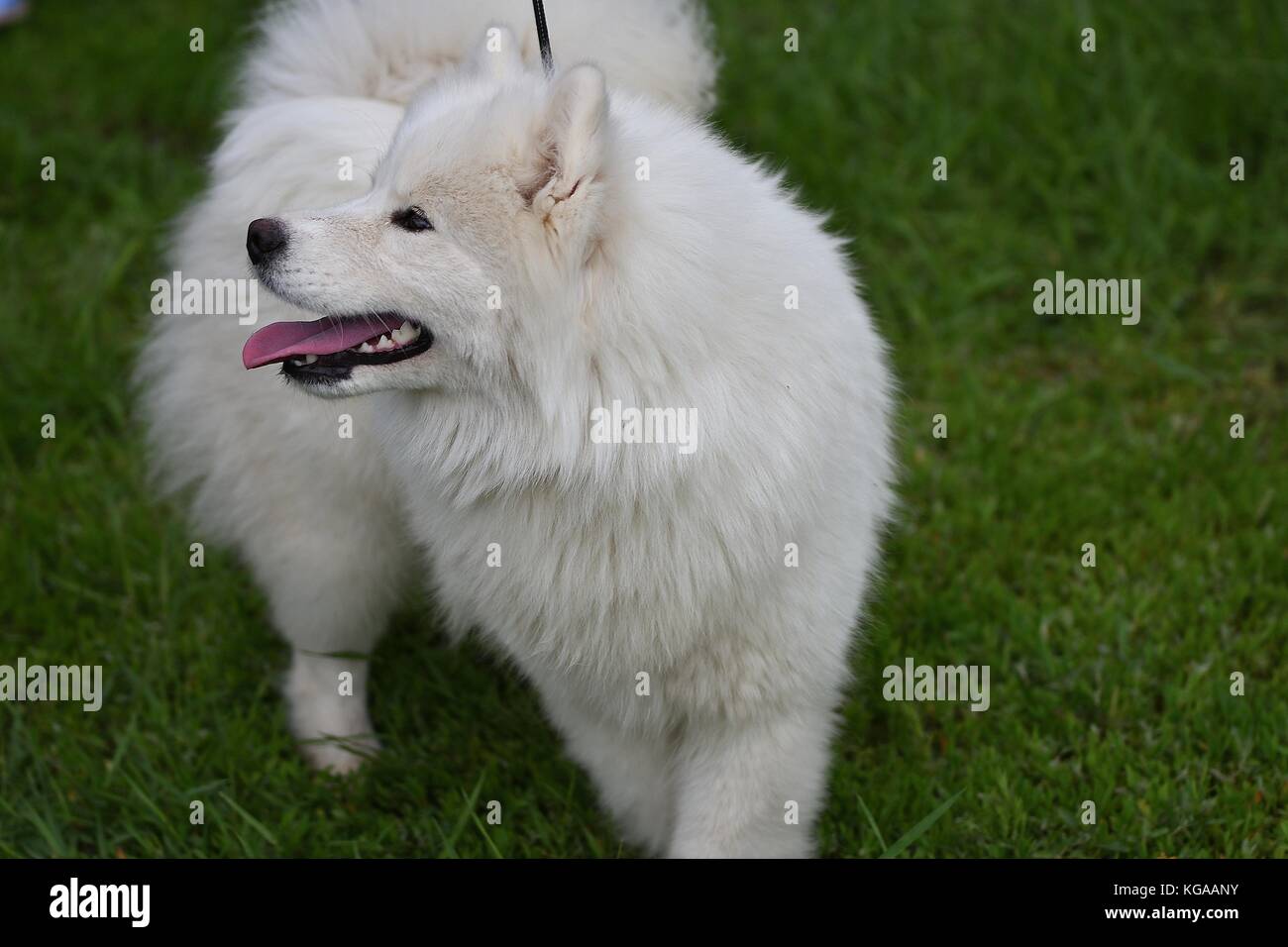 Samoyed dog breed walking in summer day Stock Photo - Alamy