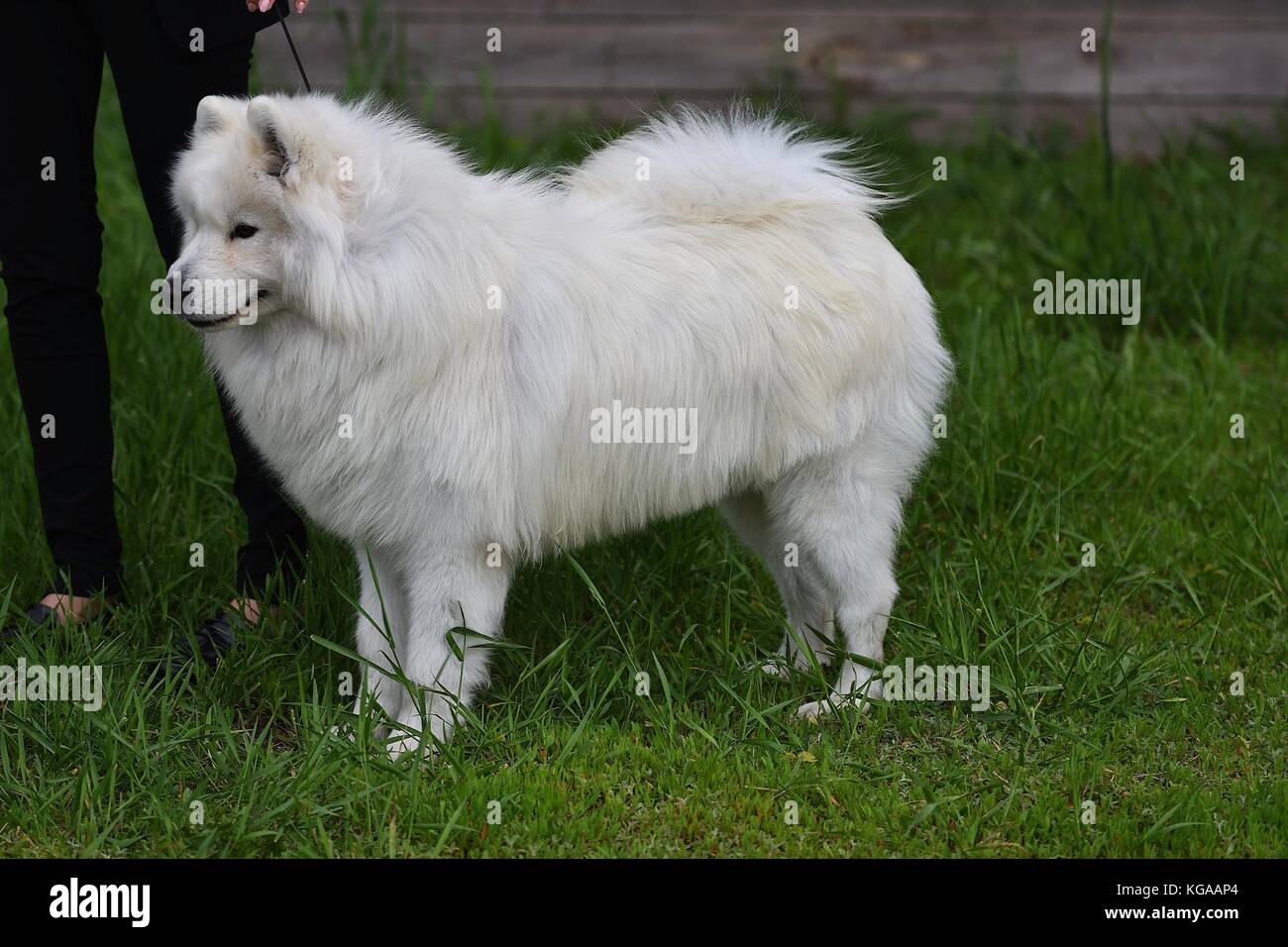 Samoyed dog breed walking in summer day Stock Photo - Alamy