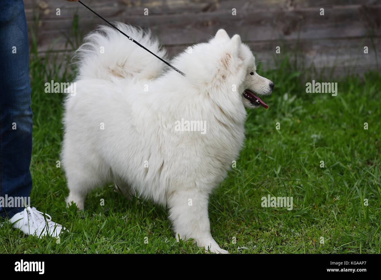 Samoyed dog breed walking in summer day Stock Photo - Alamy