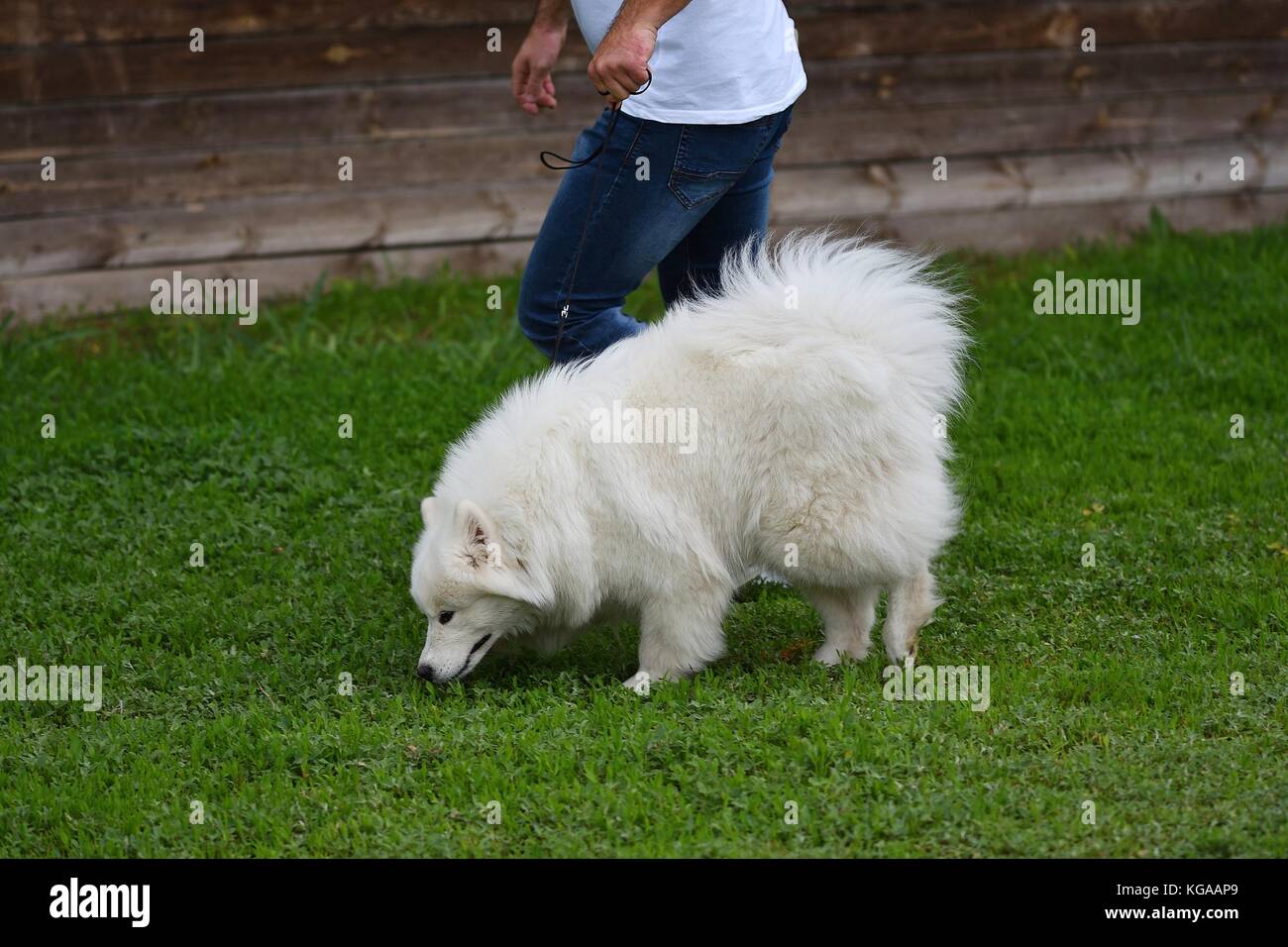 Samoyed dog breed walking in summer day Stock Photo - Alamy