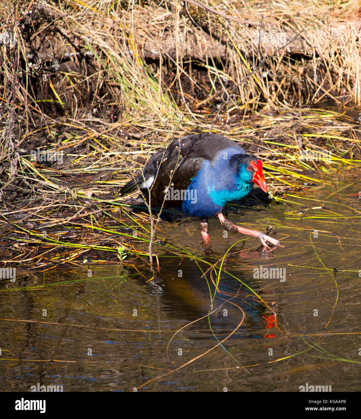 Purple swamp hen porphyria porphyria standing in water of the lake ...